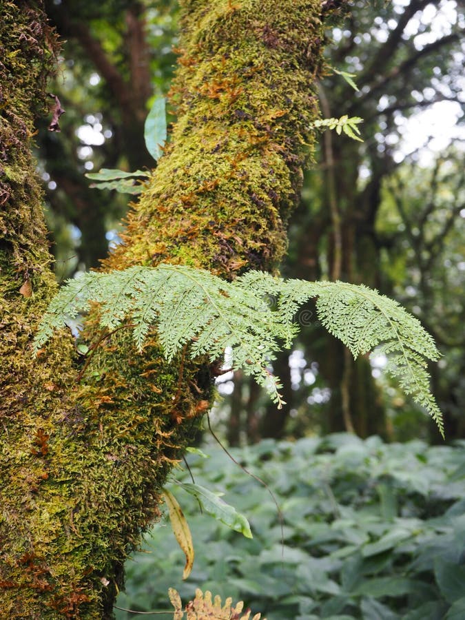 Moss fern tree stock image. Image of doiinthanon, tree - 163049391