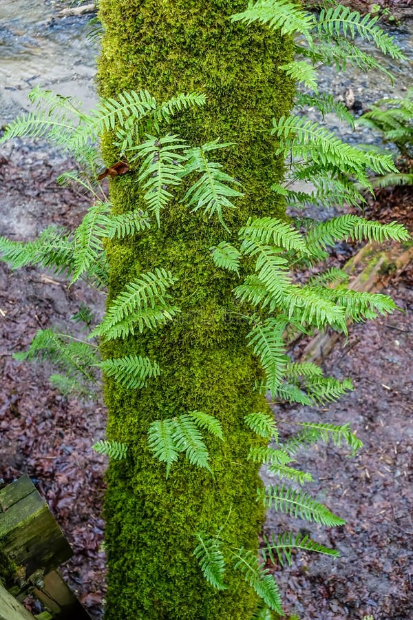 Moss and Ferns 2 stock image. Image of state, landscape - 87800203