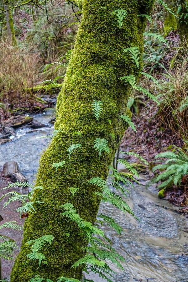 Moss and Ferns stock image. Image of ferns, state, tree - 88131805