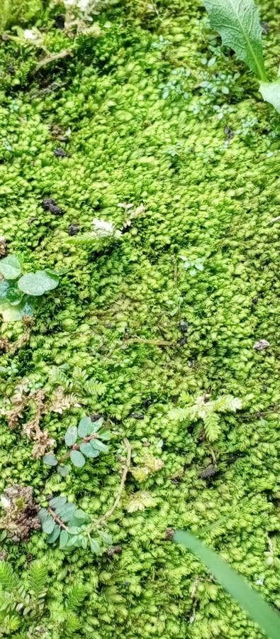 Moss that is so Fertile in a Damp Place Stock Image - Image of produce ...