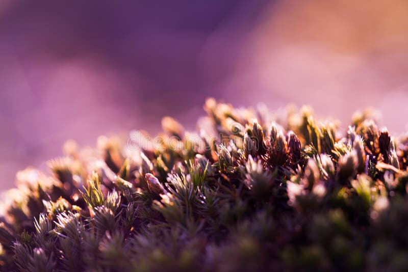Moss field stock image. Image of horizontal, fresh, moss - 48182433
