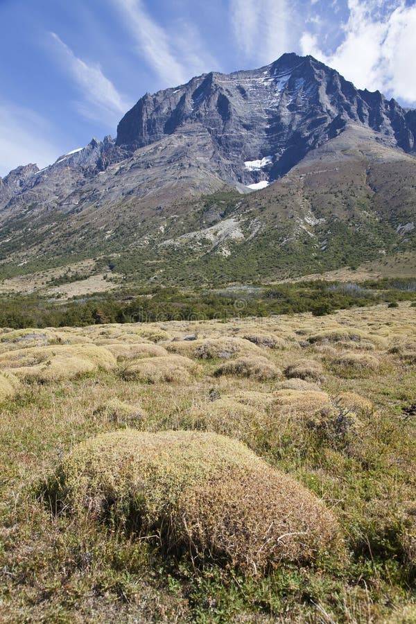 Moss Field at Torres Del Paine Stock Image - Image of paine, patagonia ...