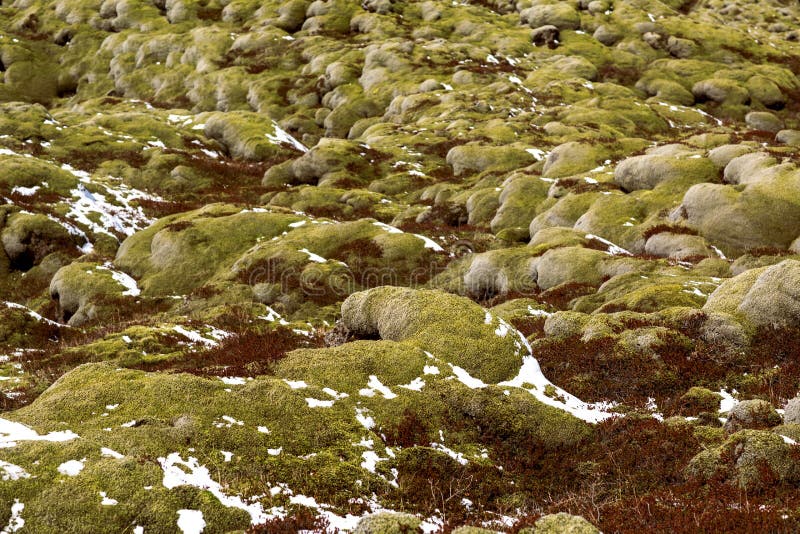 Moss fields in Iceland stock photo. Image of panorama - 117886516