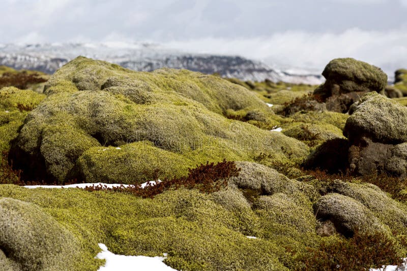 Moss fields in Iceland stock image. Image of icelandtravel - 117886683
