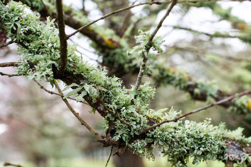 Moss Filled Tree Branches, with Beautiful Green Full Moss Stock Image ...