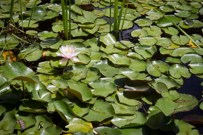 Moss and Floating Leaves with Flowers in the Pond Stock Image - Image ...