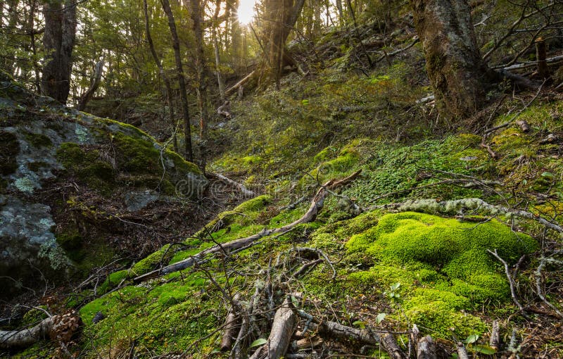 Moss floor in beech forest stock photo. Image of nature - 62830070