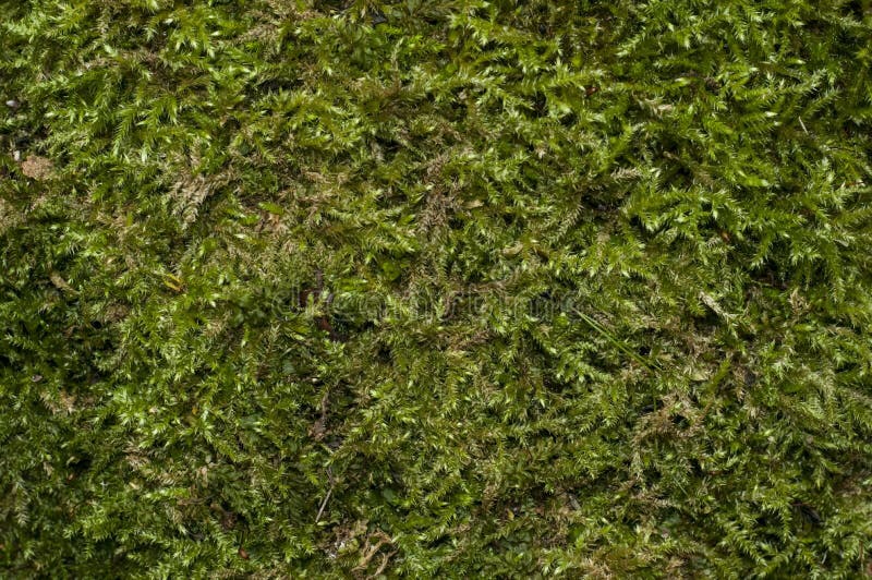 Moss on floor stock photo. Image of moss, natural, vegetation - 110807320