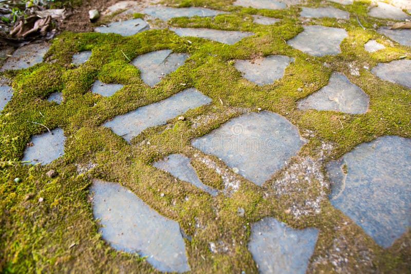 Moss on the floor stock image. Image of nature, surface - 50864479