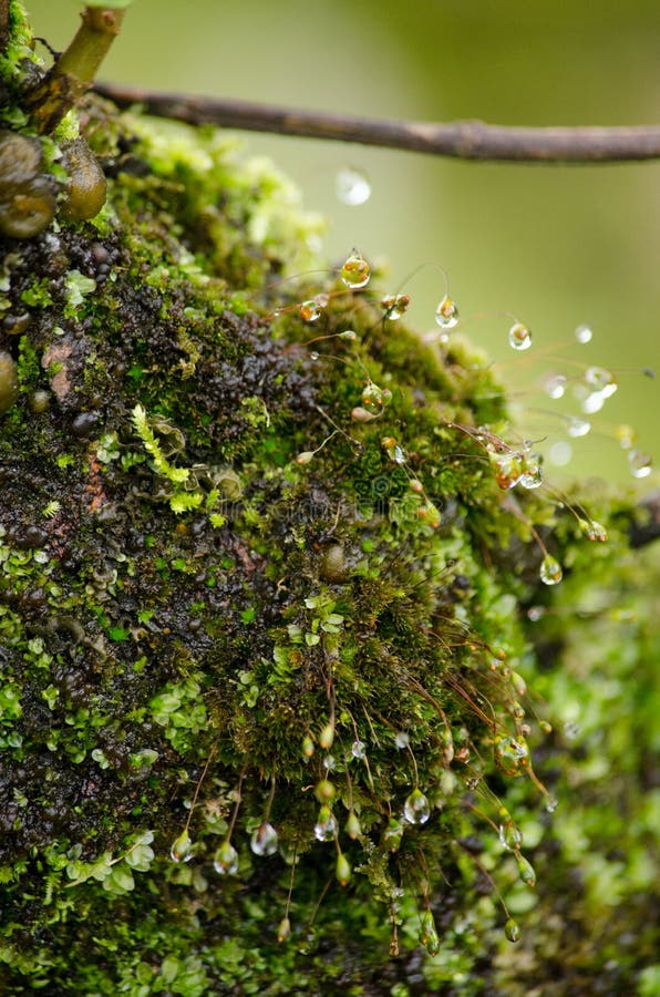 Moss is on the tree stock photo. Image of green, detail - 102370076