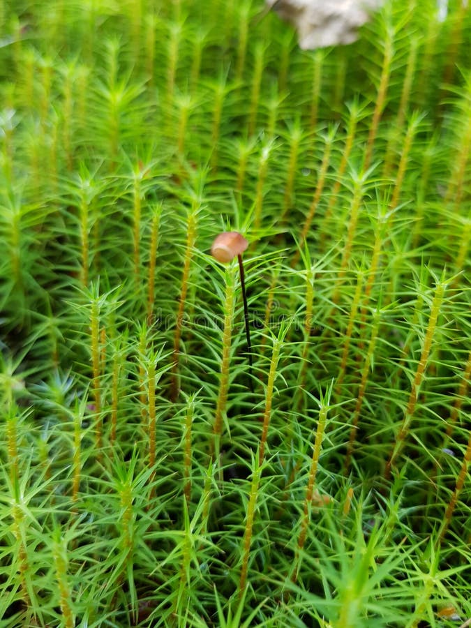 1,279 Periscope Stock Photos - Free & Royalty-Free Stock Photos from ...