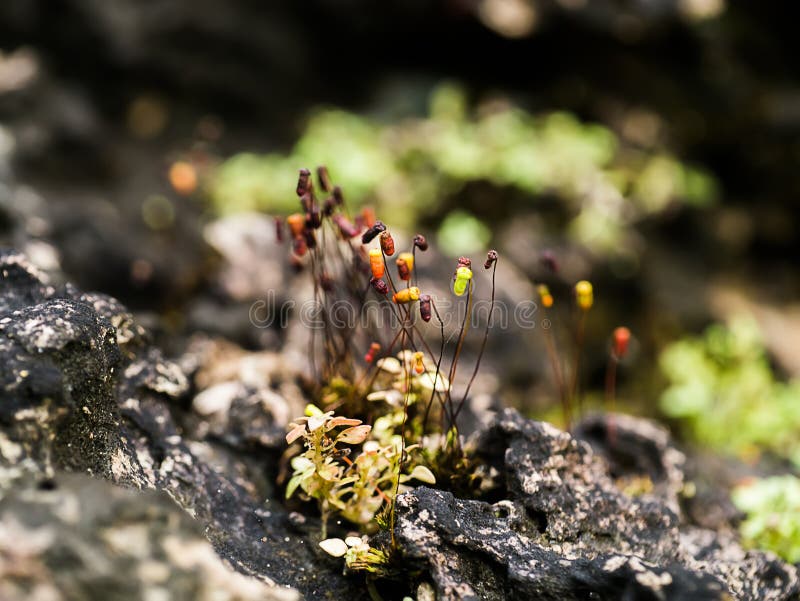 Moss Flower on the Rock with Blur Background Stock Photo - Image of ...