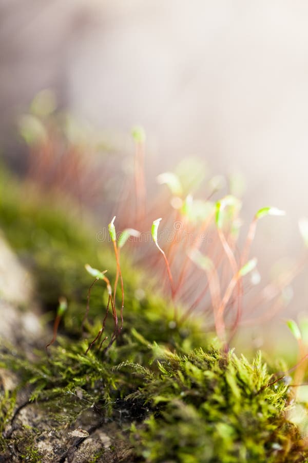 Moss flowers in spring stock photo. Image of garden, field - 85323312