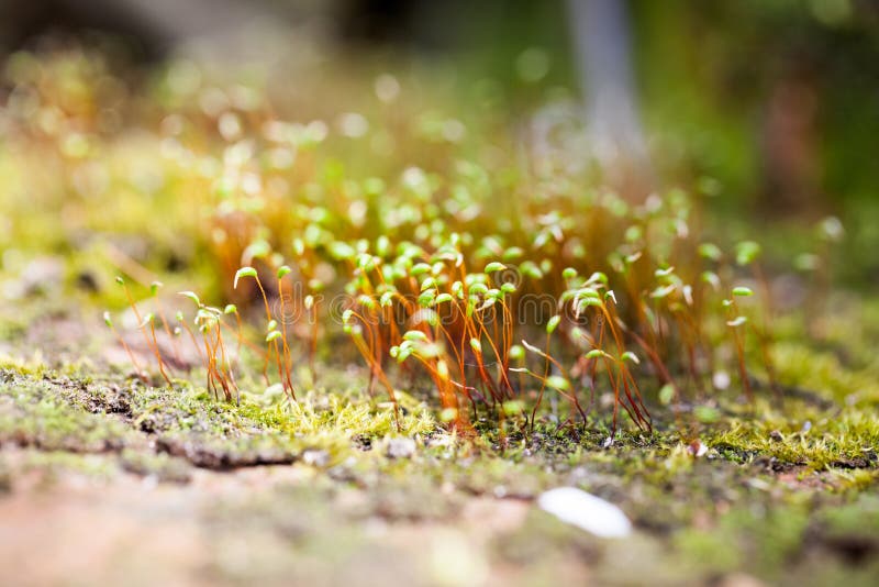 Moss flowers in spring stock image. Image of house, flora - 85323477