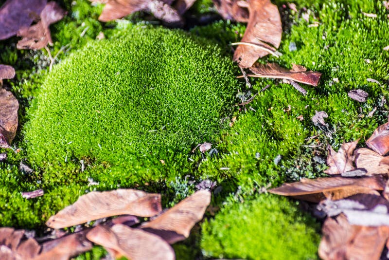 Moss with Foliage stock image. Image of nature, natural - 148409629