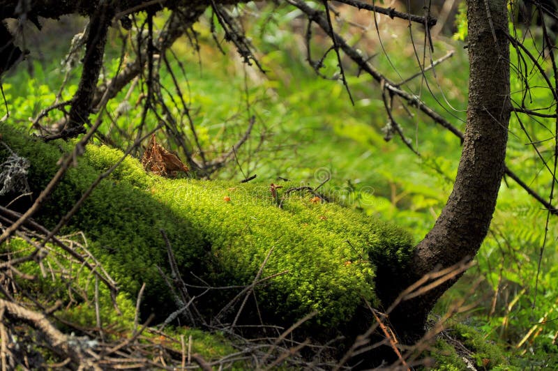 Close Up Moss in the Deep Pins Forest Stock Photo - Image of wall ...