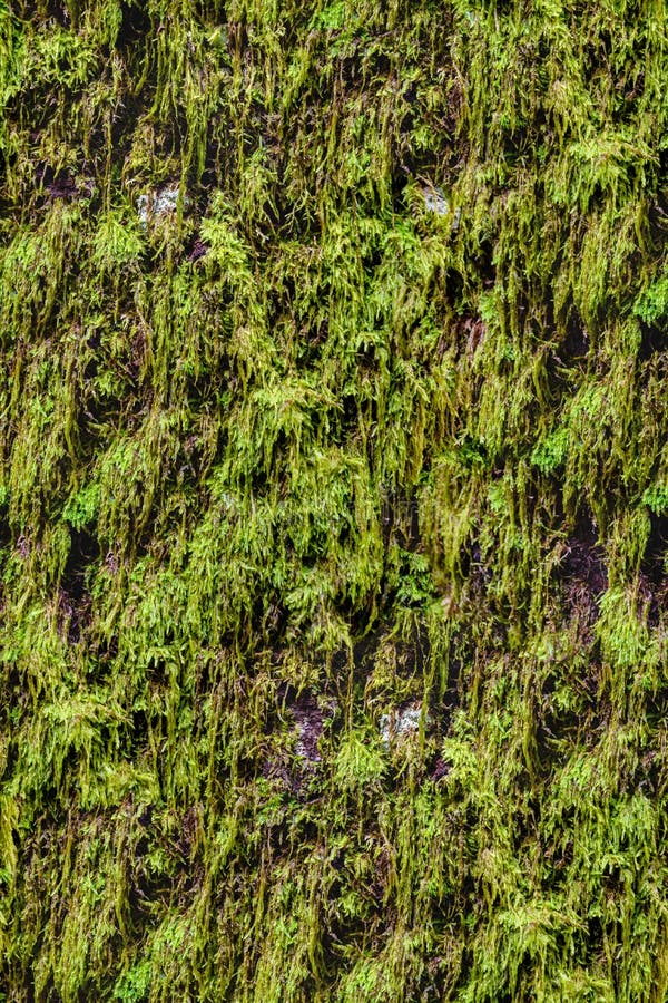 Moss in forest stock image. Image of environment, location - 129352441