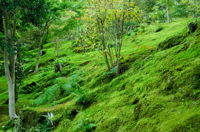 Soft Beautiful Green Moss On Forest Floor Stock Photo - Image of ...