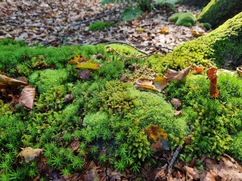 Moss on a Forest Floor with Autumn Leaves Stock Image - Image of ...