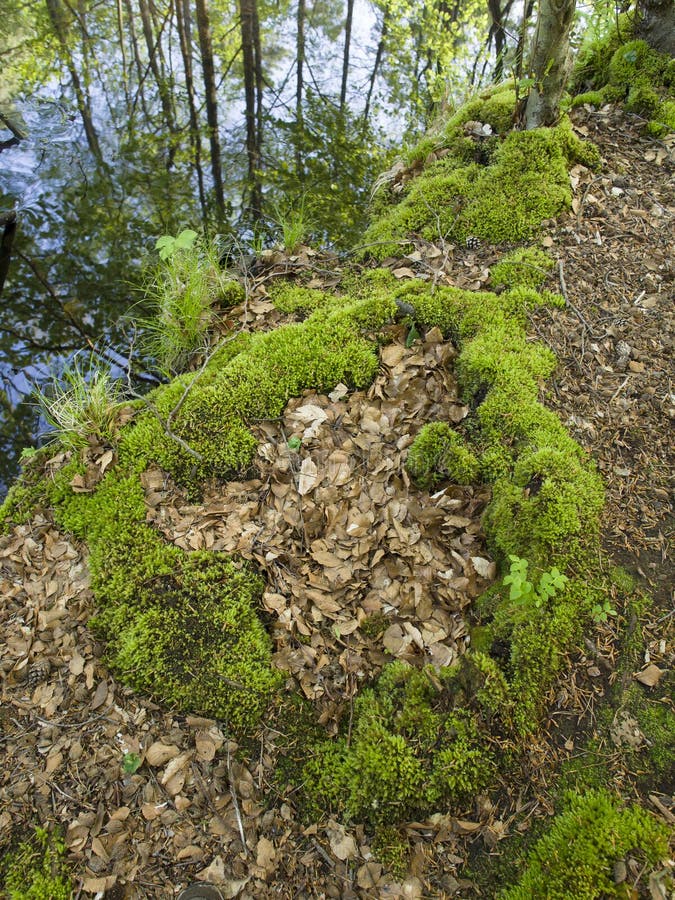 Moss on the Forest Floor in Forest Stock Photo - Image of europa ...