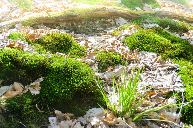 Moss on the forest floor stock image. Image of detail - 116862631