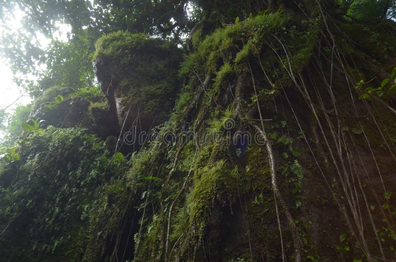 Moss in the Forest. Indonesian Tropical Forest. Stock Photo - Image of ...