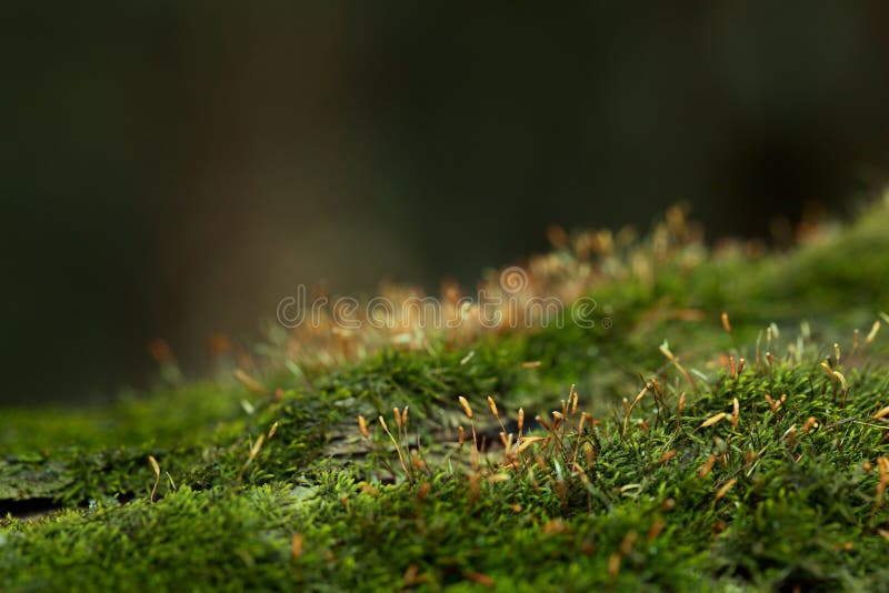 29,832 Macro Forest Floor Stock Photos - Free & Royalty-Free Stock ...