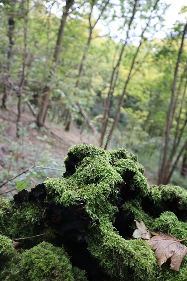 874 Moss Overlay Stock Photos - Free & Royalty-Free Stock Photos from ...