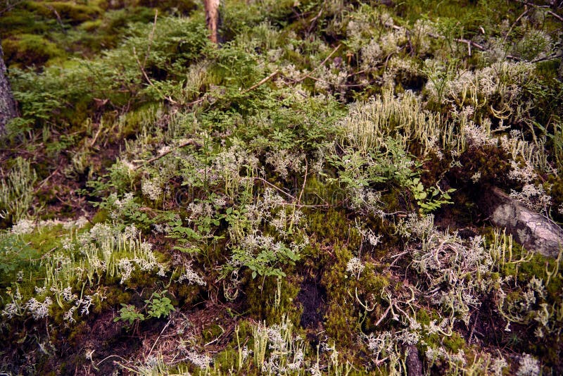 Moss in a Forest in a Mountainous Area Stock Image - Image of ...