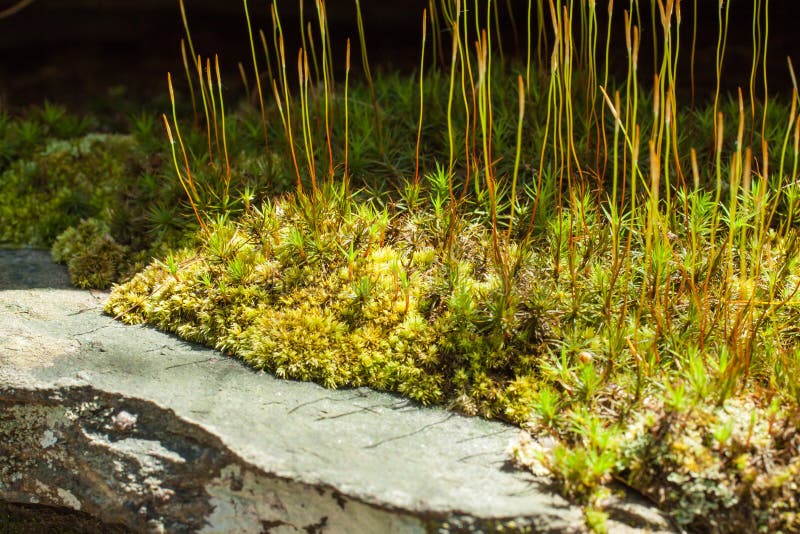 Moss forest stock image. Image of stone, outdoor, beautiful - 31211893