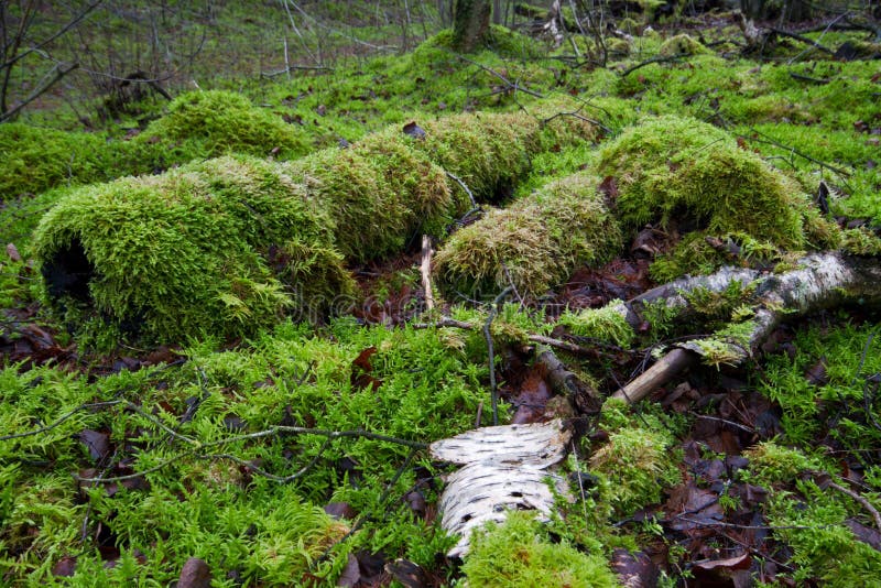 Moss in forest stock image. Image of ecology, green, dead - 49179533
