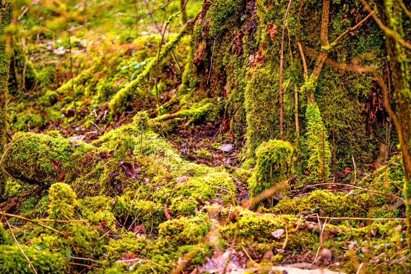Moss in a Forest, Overgrown Over Trunks Stock Image - Image of scenery ...