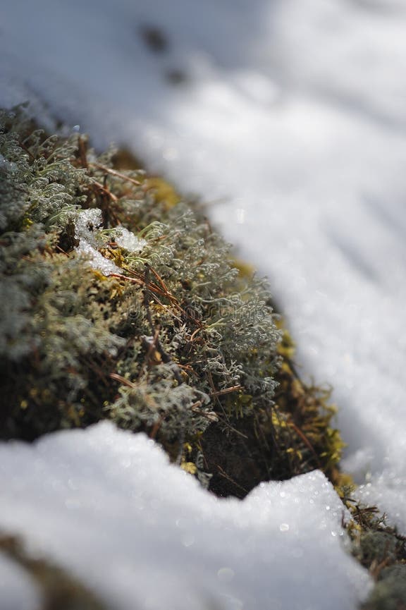 Moss stock image. Image of season, plant, outdoor, macro - 92313967