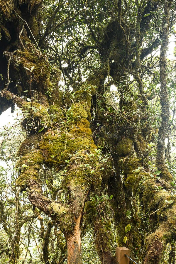 Mossy Forest Cameron Highlands Malaysia Stock Photo - Image of organic ...
