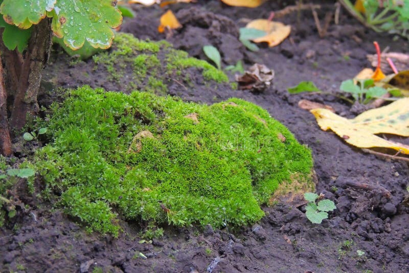 Moss in the Forest Under the Tree Stock Photo - Image of moss, field ...