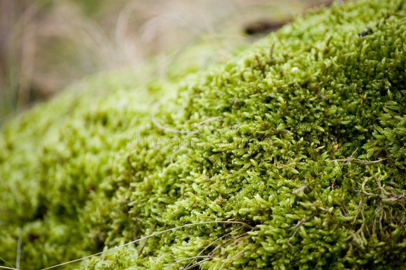 Moss in forest in winter stock image. Image of texture - 239229129