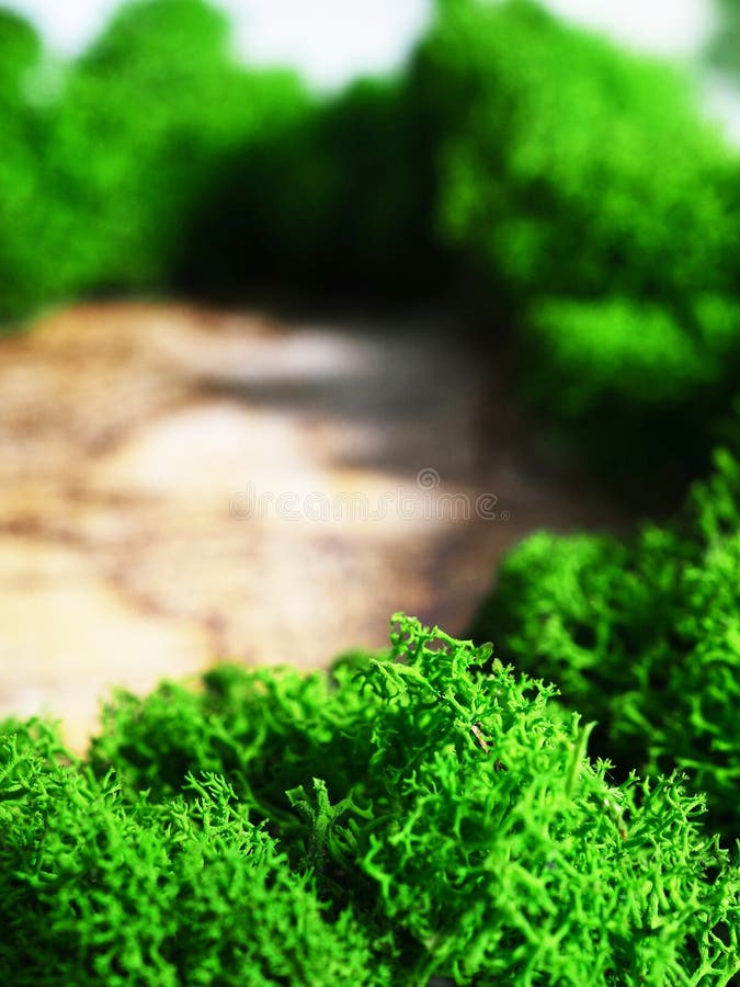 Moss Frame and Vintage Map As Background for Design, Travel Concept ...