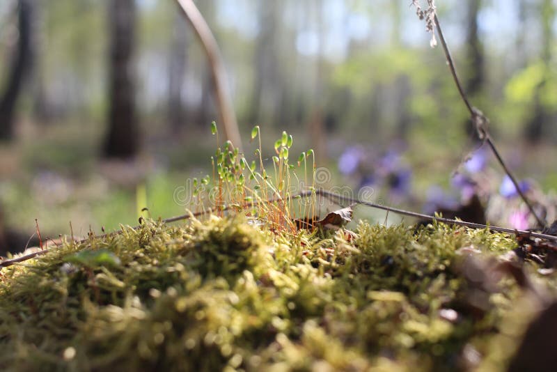 Moss in the Fresh Green Grass in Spring Grows on the Ground in the ...