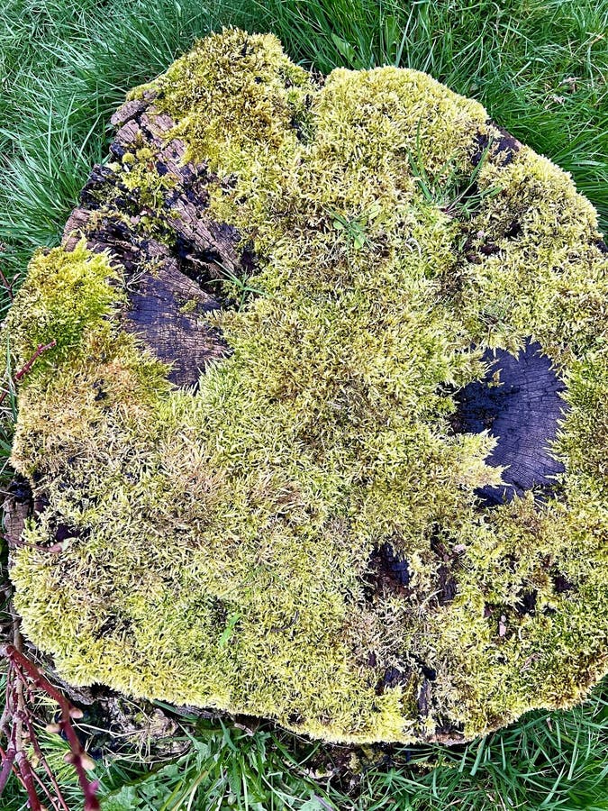 Moss stock image. Image of nature, vegetation, growing - 314258243