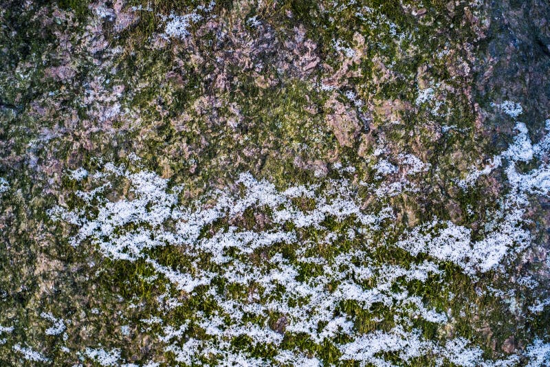 696 Moss Frost Rock Texture Stock Photos - Free & Royalty-Free Stock ...