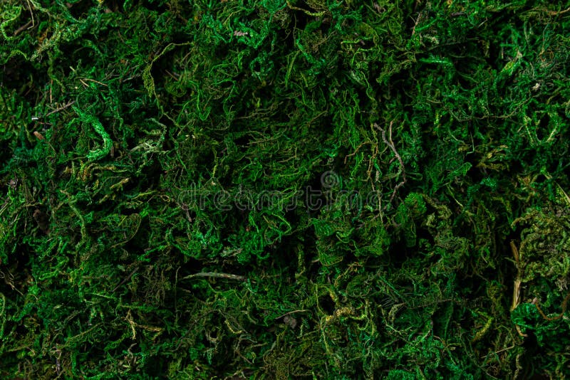 Moss in Full Screen. Vegetation Theme Stock Photo - Image of concept ...