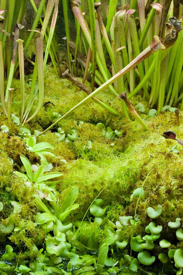 Moss garden stock image. Image of flowers, designer, plants - 9207167