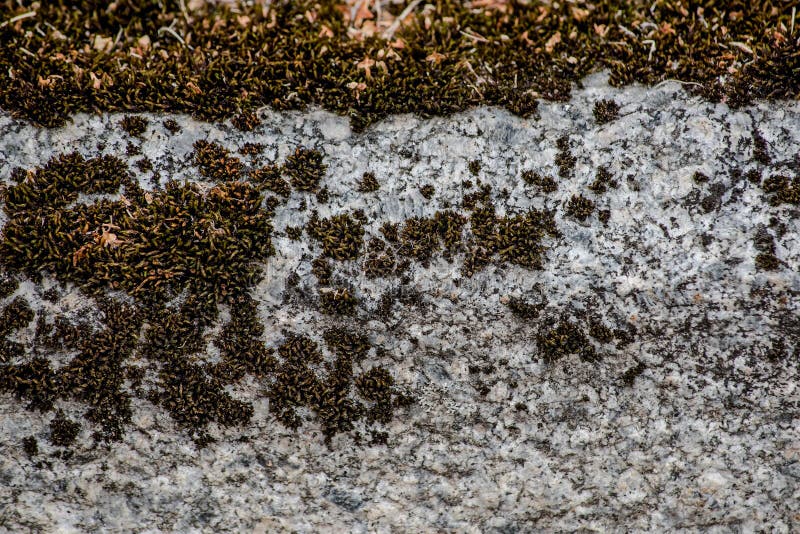 Moss on granite is close stock photo. Image of backdrop - 125516830