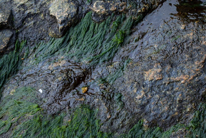 Moss on Granite Stones at an Old Quarry As a Background, Moss on Stones ...