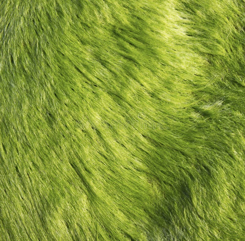 Moss grass carpet stock image. Image of carpet, ocean - 49665783