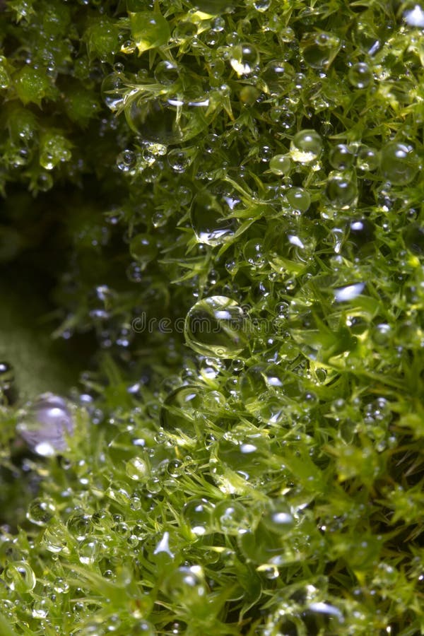 Moss Grass with Morning Condensation Stock Image - Image of growth ...