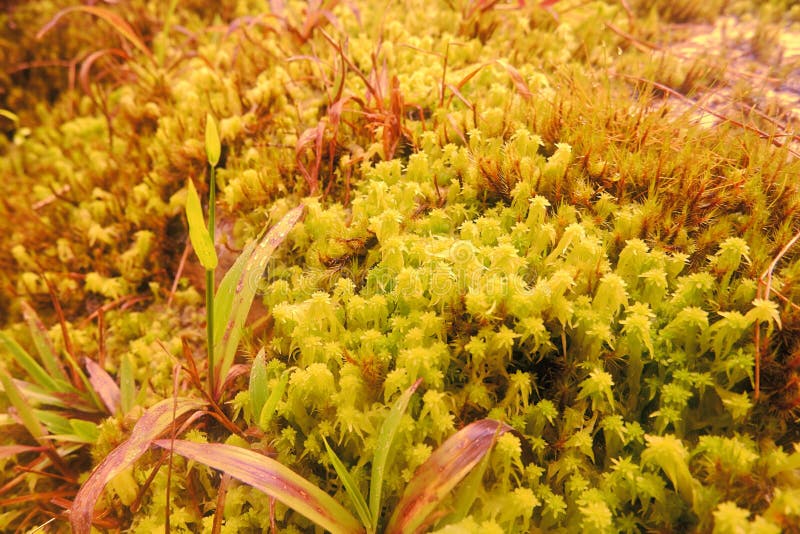 Moss and grass stock image. Image of mossy, white, plant - 262153197