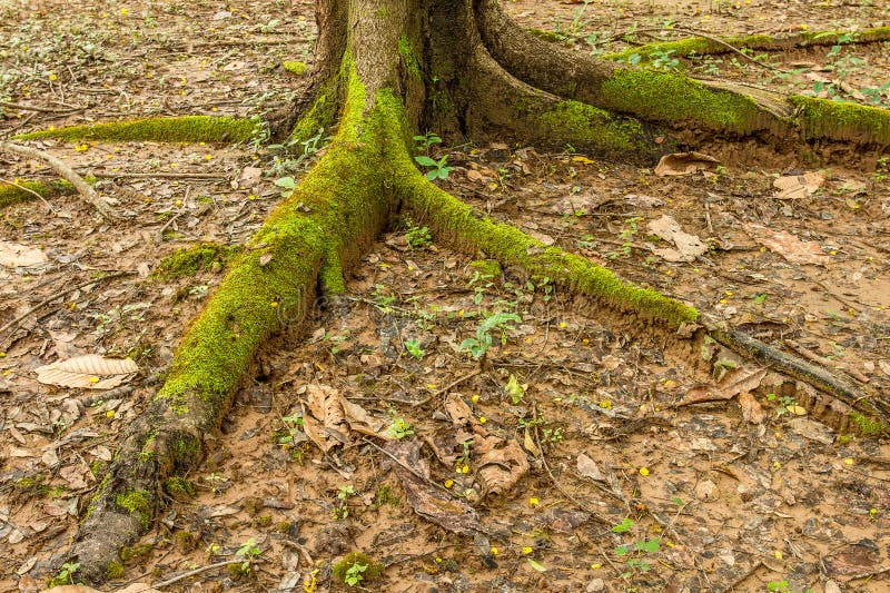 Moss Grass.Moss Grows on the Roots of Trees Stock Image - Image of ...