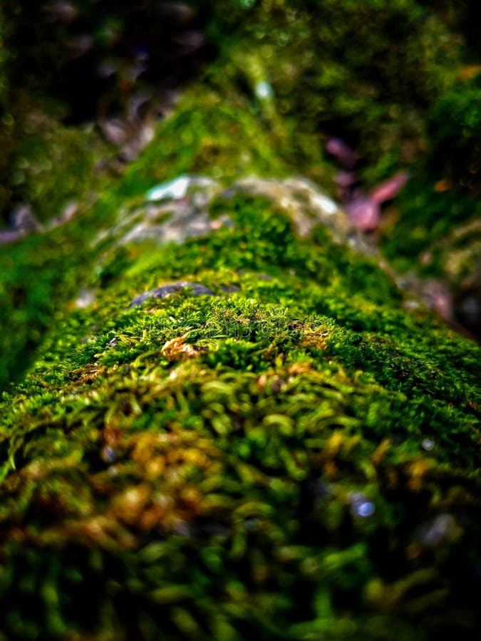 Moss or Green Algae Attached To the Trunk of a Large Old Tree Stock ...