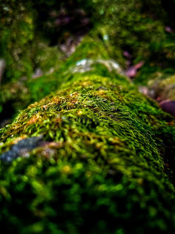 Moss or Green Algae Attached To the Trunk of a Large Old Tree Stock ...